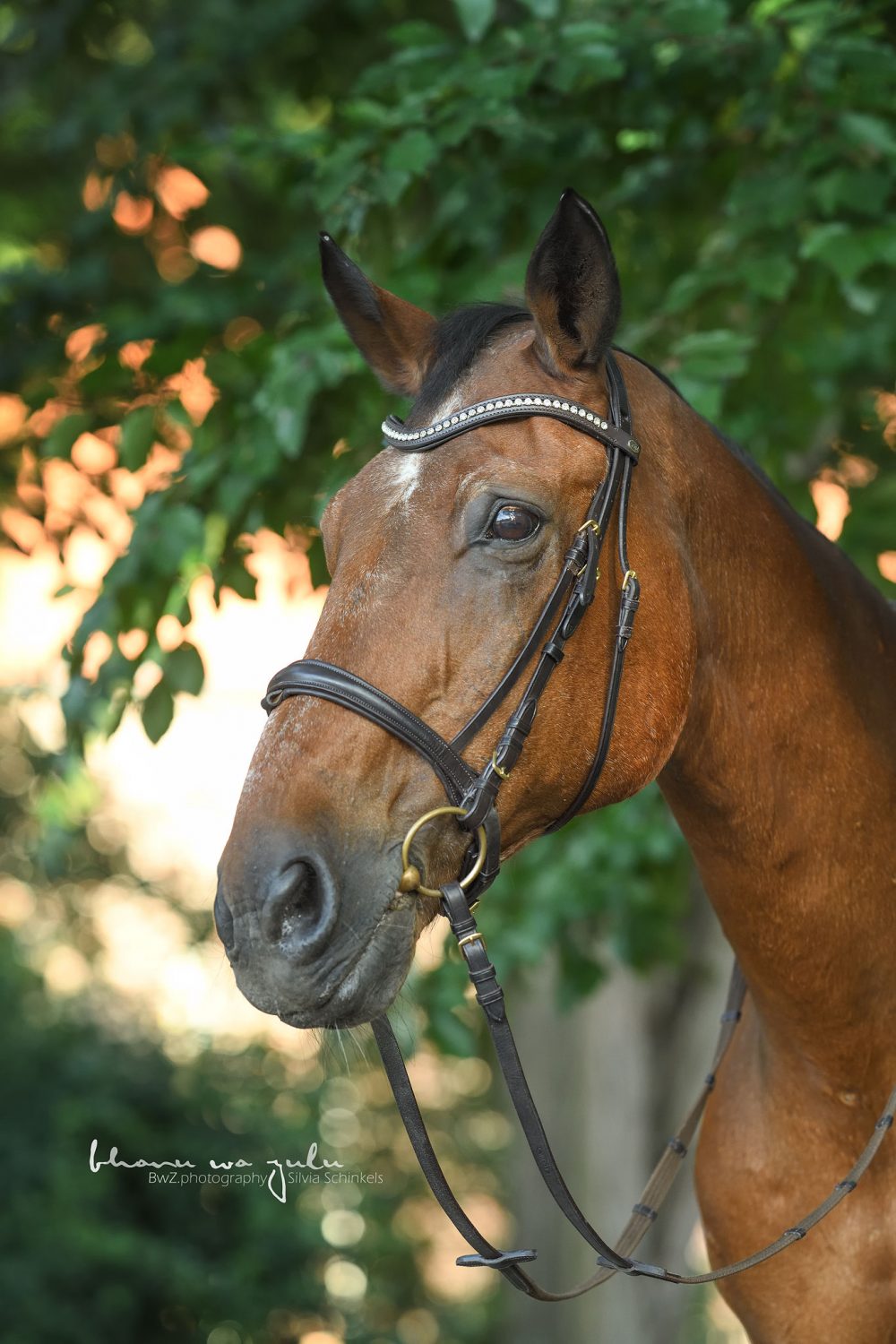 Bilder Pferdefotoshooting nrw | Bildstil | Pferdefoto | Pferdefotografie